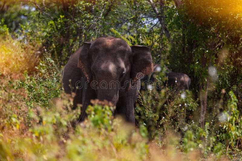 Ceylon elephant in forest stock image. Image of national - 122437909