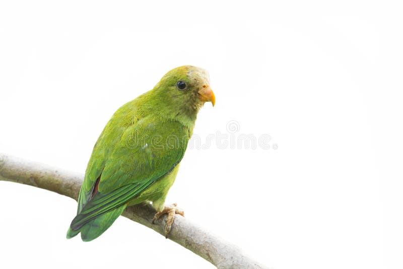 Ceylon Hanging Parrot in Sri Lanka, Specie Loriculus Beryllinus Stock ...