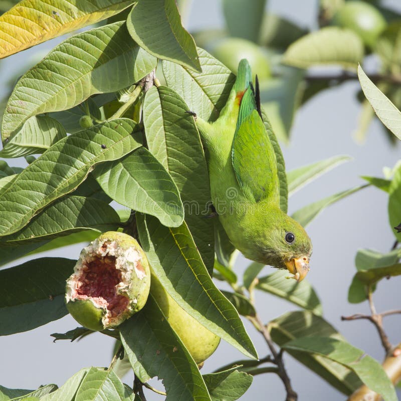 Ceylon Hanging-Parrot in Ella, Sri Lanka Stock Photo - Image of wild ...