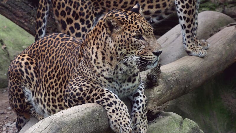 The Sri Lankan Leopard Pooping, Other One Walks Away Stock Video ...