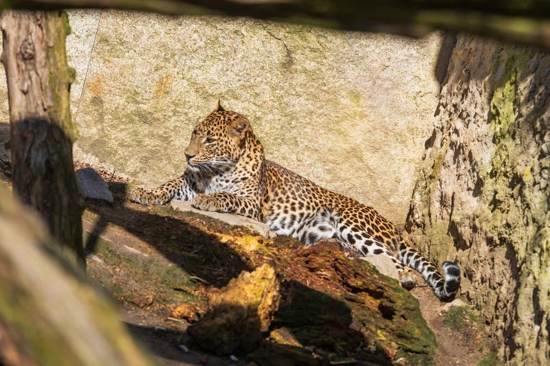 Ceylon Leopard - Panthera Pardus Kotiya Hiding from the Sun Stock Image ...