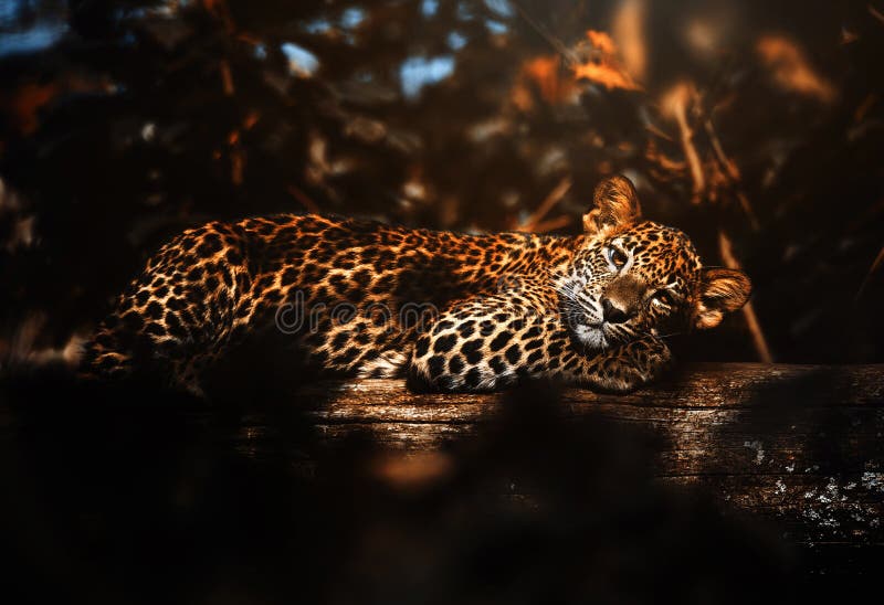 Ceylon Leopard (Panthera Pardus Kotiya) Resting on a Tree Stock Image ...