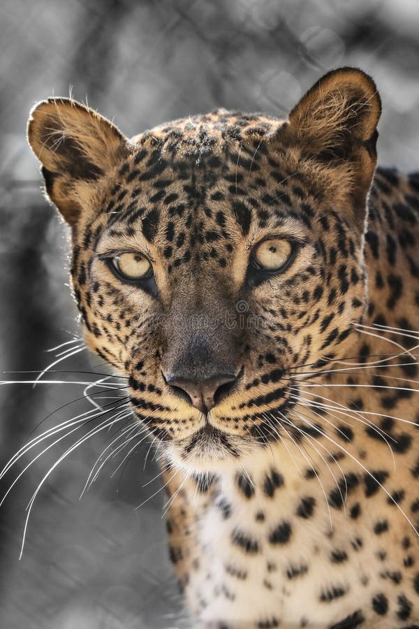 Ceylon leopard stock photo. Image of life, wild, wildlife - 226109878