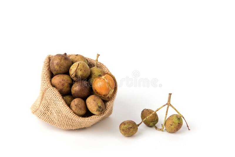 Ceylon Oak Fruits or Kusum Fruits (Schleichera Oleosa) for Sale at the ...