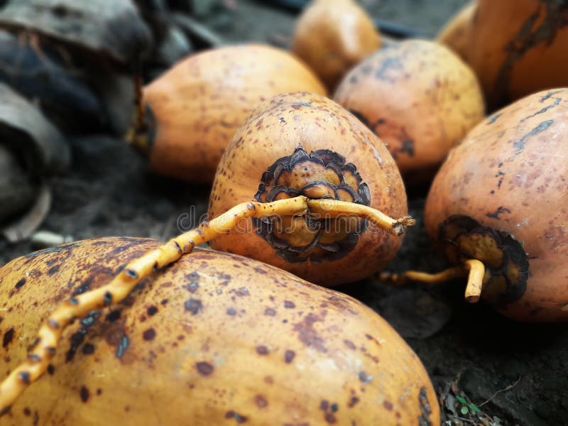 Ceylon Orange Color Coconuts Stock Image - Image of gourmet, cracked ...