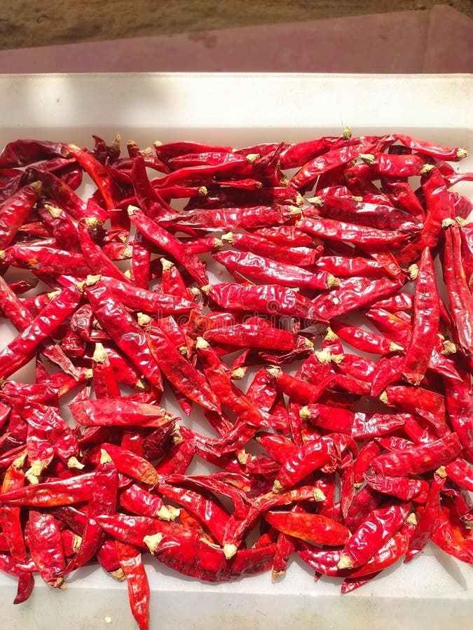Ceylon red chilli stock image. Image of dish, chillis - 240142375