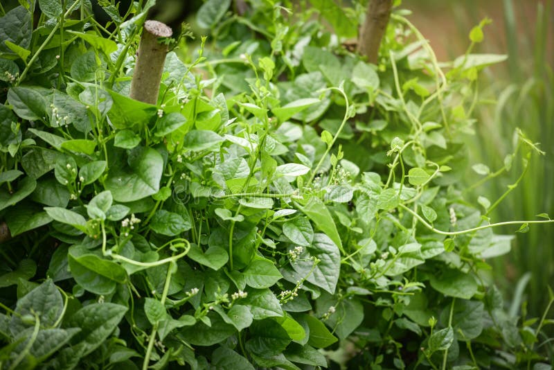 Ceylon spinach stock image. Image of cook, medicine, rubra - 99079899