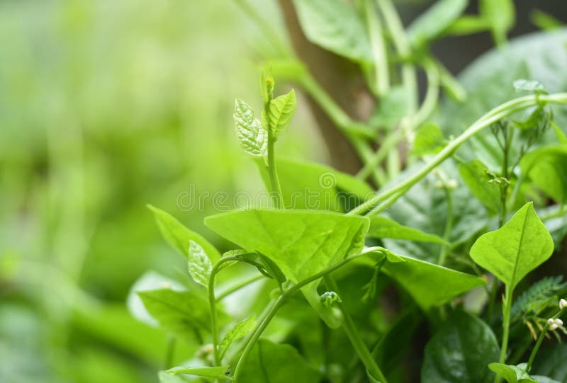 Ceylon spinach stock photo. Image of eczema, antidote - 99079884
