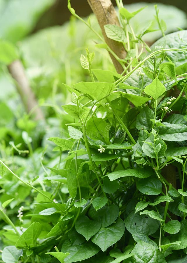 Ceylon spinach stock photo. Image of spinach, basellaceae - 99466678