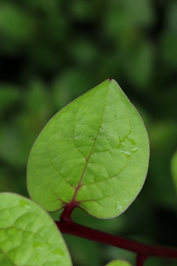 Ceylon spinach at garden stock photo. Image of malabar - 133539300