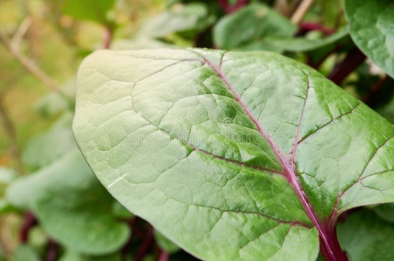 Ceylon Spinach, East Indian Spinach Stock Photo - Image of eczema, leaf ...