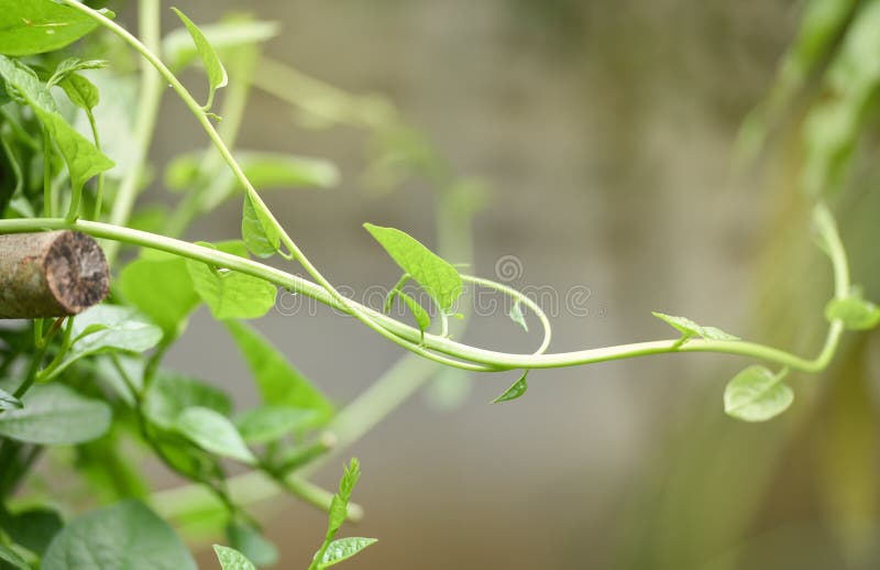 Ceylon spinach vine stock photo. Image of linn, foot - 99466706