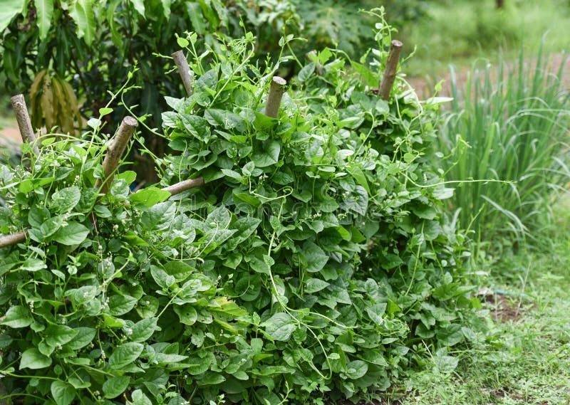 Ceylon spinach vine stock image. Image of fresh, root - 99466781