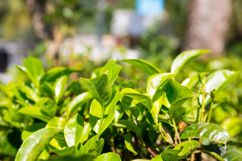 Ceylon Tea Bushes, Green Plantations of Sri Lanka Stock Image - Image ...