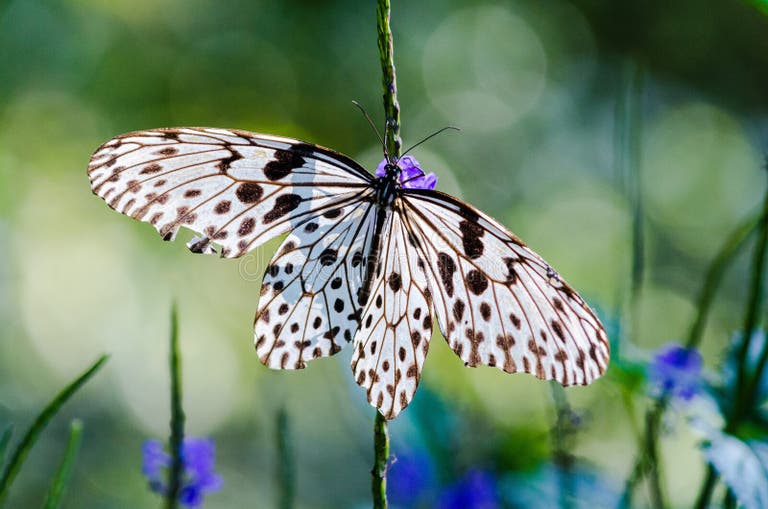 The Ceylon Tree Nymph stock image. Image of iasonia, fragility - 43066239