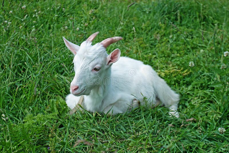 Chèvre Blanche Mignonne Yeanling Image stock - Image du animal ...