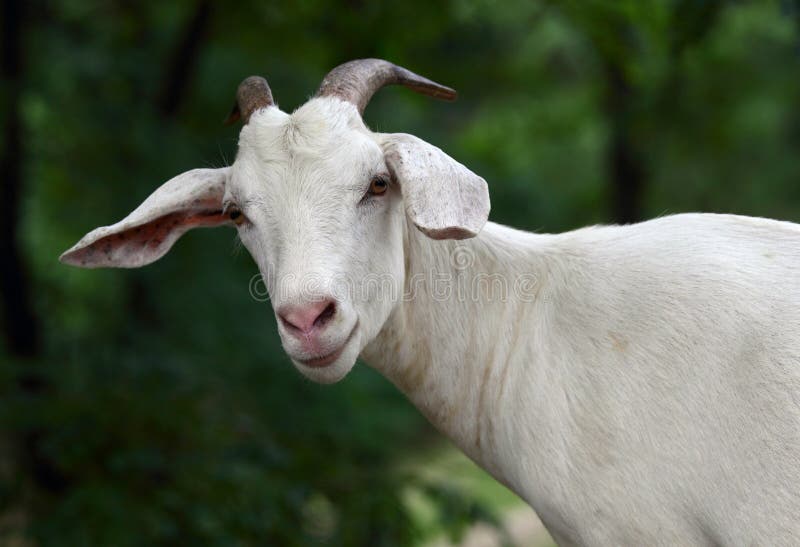 Chèvre de cachemire photo stock. Image du pose, désert - 15897444