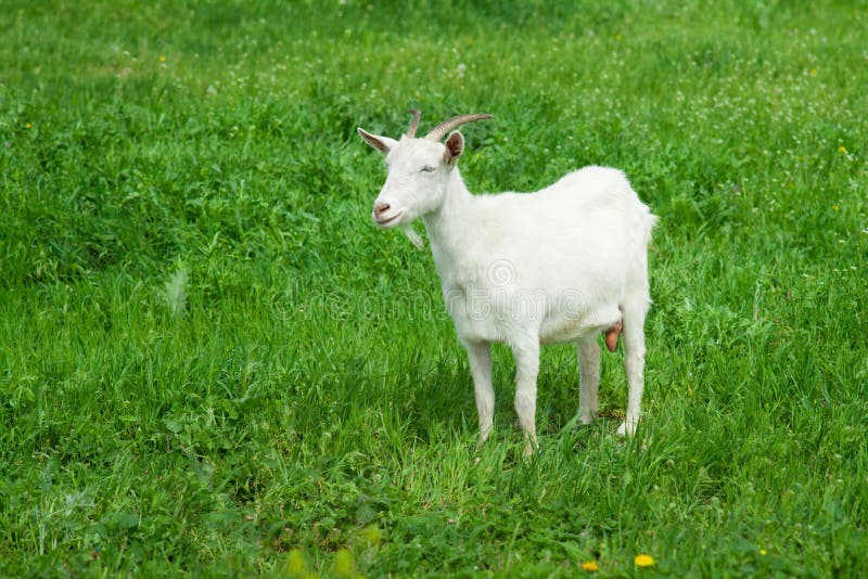 Chèvre Blanche Sur Les Roches Dans Les Montagnes Suisses Photo stock ...