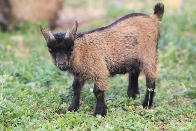 Chèvre naine image stock. Image du brun, africain, affermage - 53880311