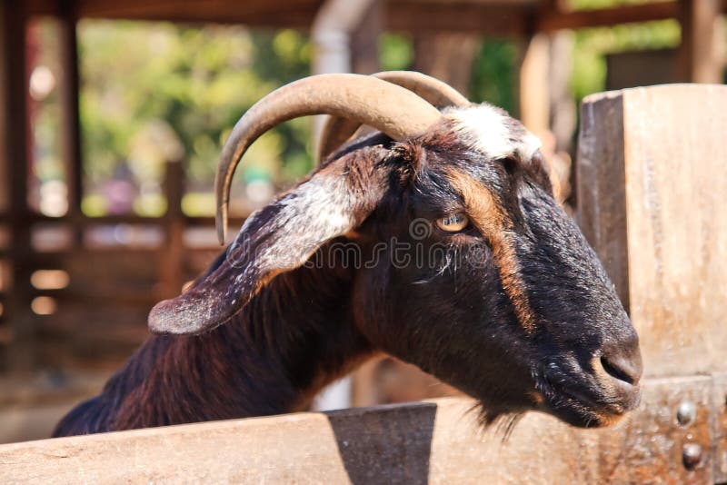 Chèvre Noire Aux Longues Oreilles Nubienne à La Ferme Mangeant Du Foin ...