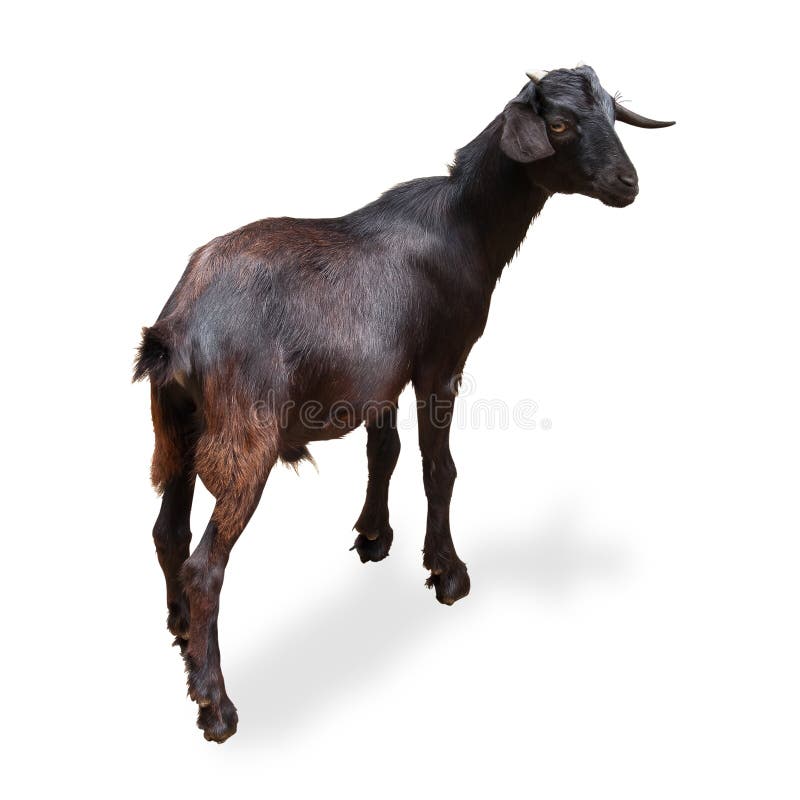 Chèvre Noire Aux Longues Oreilles Nubienne à La Ferme Mangeant Du Foin ...