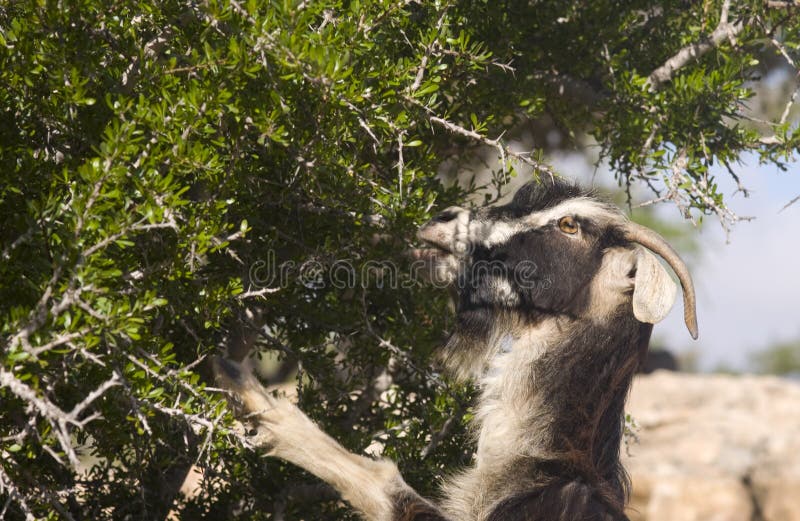 Noircissez La Chèvre Dans L'arbre D'argan Photo stock - Image du arbre ...