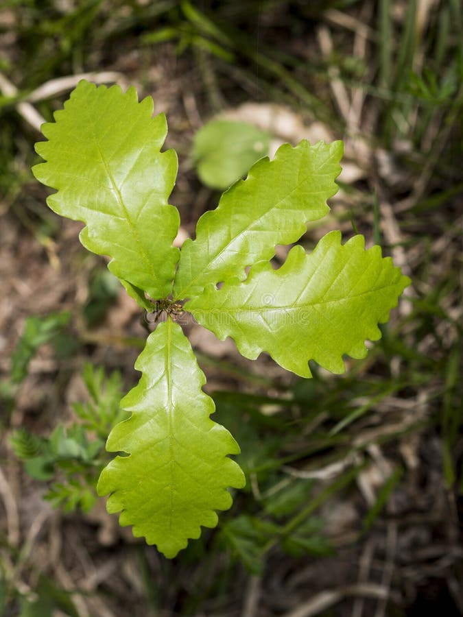 Petite Pousse De Chêne, Poussée D'un Gland. Image stock - Image du ...