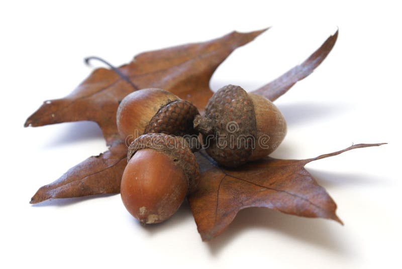 Glands photo stock. Image du beauté, moisson, automne - 11379504