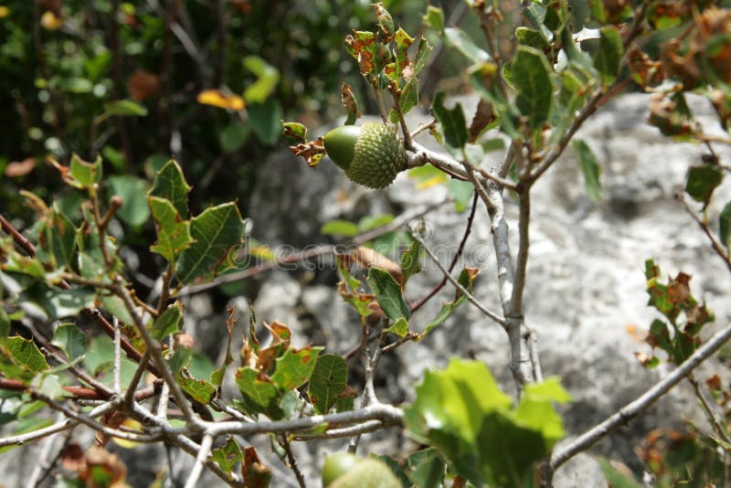 Chêne Kermès, Quercus Coccifera Photo stock - Image du flore ...