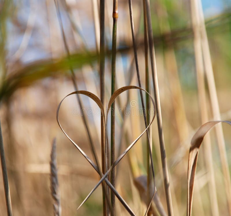 Chíbese el corazón imagen de archivo. Imagen de planta - 7896093