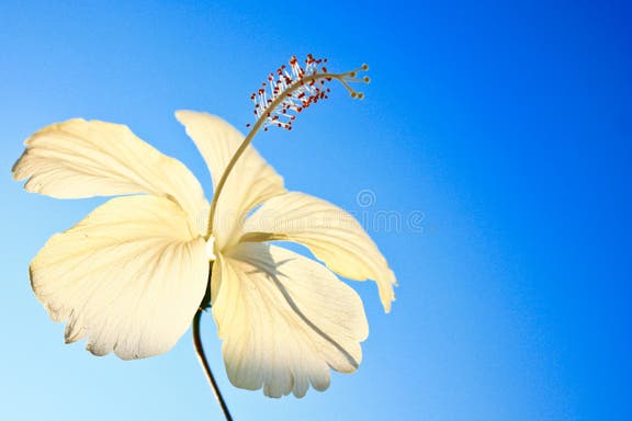 Cha Ba Flowers in Thailand. Stock Photo - Image of natural, romantic ...