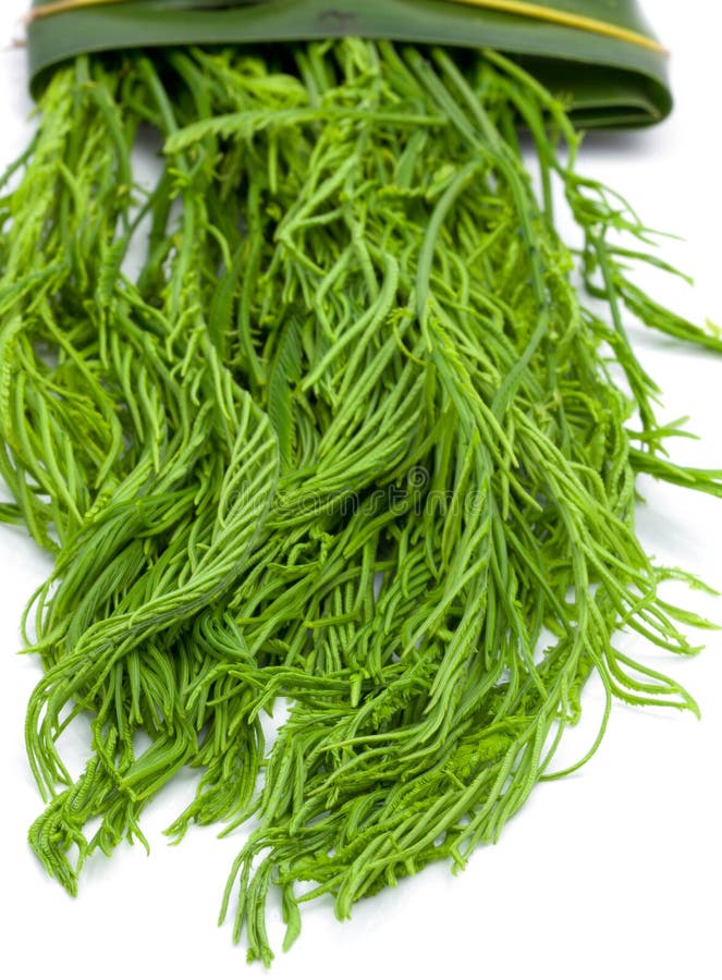 Cha bright green stock photo. Image of green, healthy - 25808798