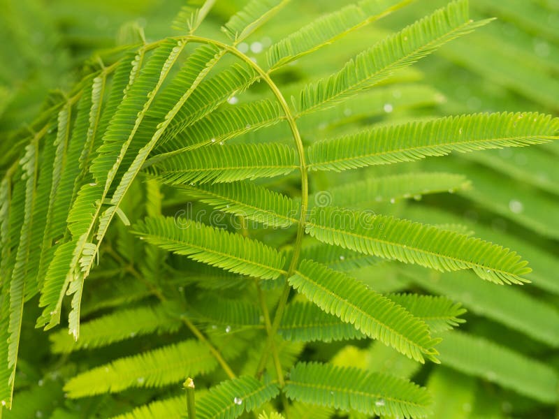 Cha Green Leaf Twisted Branches Stock Photos - Free & Royalty-Free ...