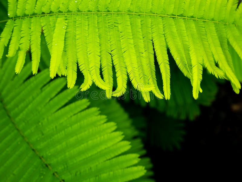 Cha Leaves are Arranged in Row Stock Image - Image of design, branch ...