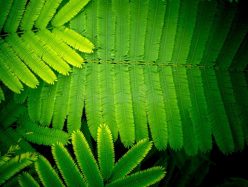 Cha Leaves are Arranged in Row Stock Photo - Image of arrange, food ...