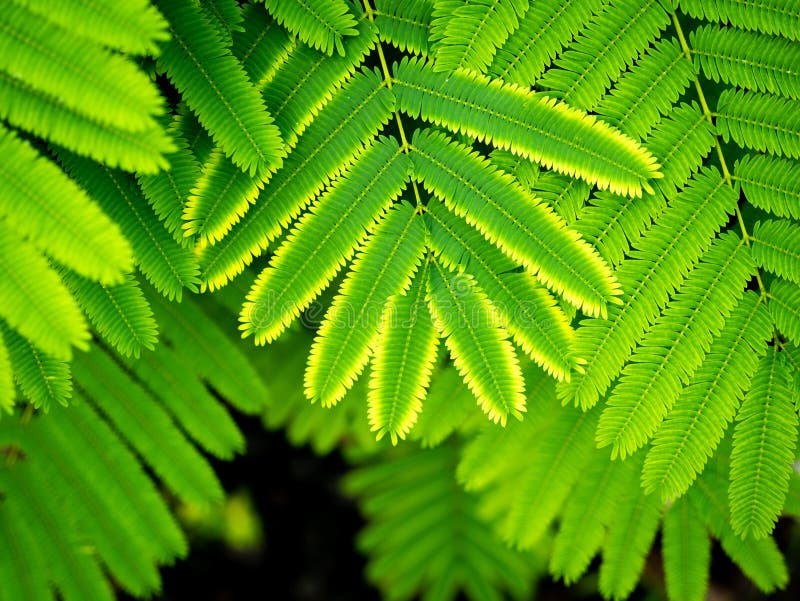 Cha Leaves are Arranged in Row Stock Image - Image of botany, branch ...