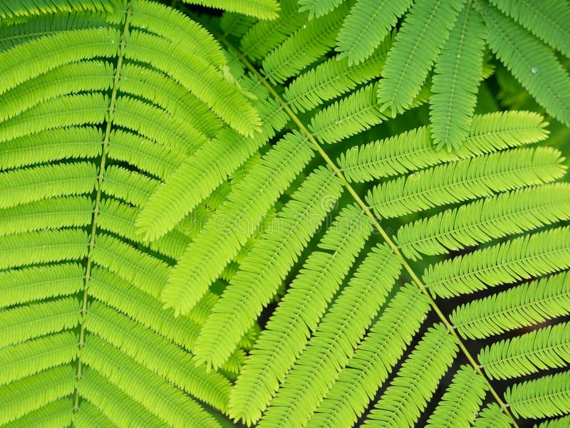 Cha Leaves are Arranged in Row Stock Image - Image of bright, branch ...