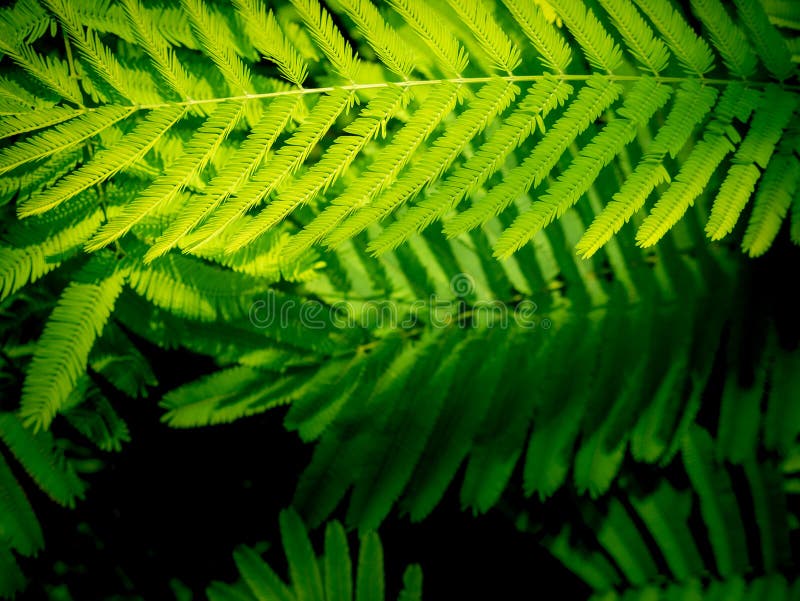 Cha Leaves are Arranged in Row Stock Photo - Image of exotic, light ...