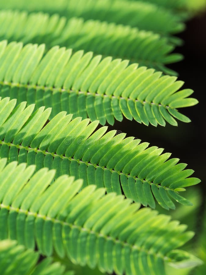 Cha Leaves in a Row stock photo. Image of branch, macro - 80957444