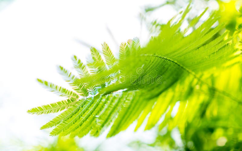 Cha-om Tree stock image. Image of health, nature, food - 67735967