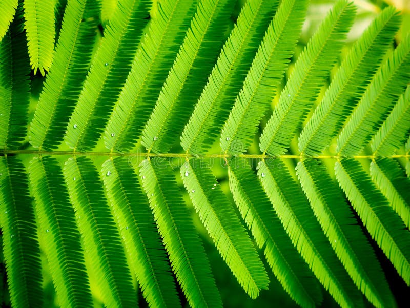 Cha Pennata Leaves are Arranged in Row Stock Photo - Image of branch ...