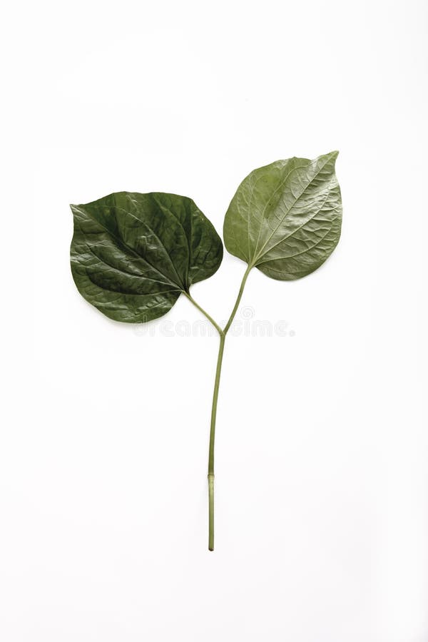 Cha Plu Leaf (Piper Sarmentosum), Elevated View Stock Photo - Image of ...