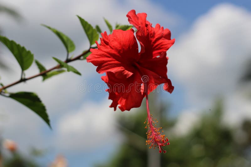 Chaba花 库存照片. 图片 包括有 开花, 草本, 粉红色, 查出, 公园, 新鲜, 特写镜头, 绽放 - 60956918