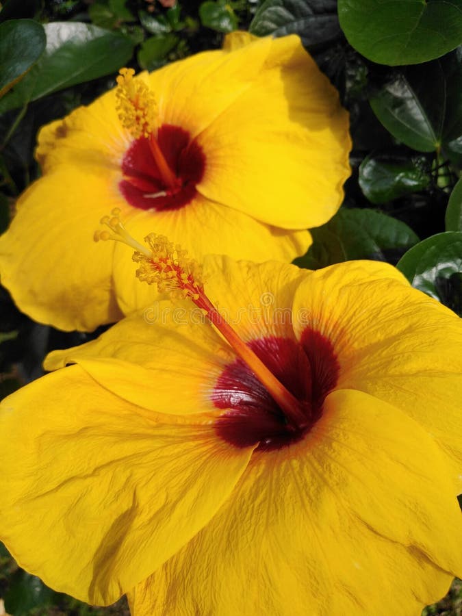 Chaba stock photo. Image of chaba, sepal, yello, partofflower - 157189316