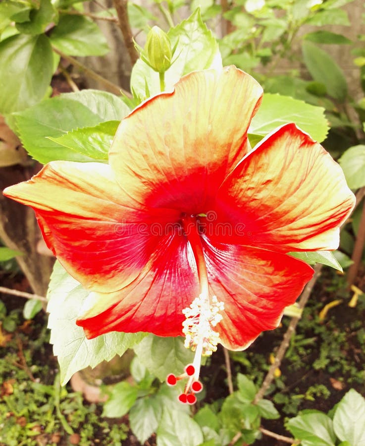One Chaba Flower Hibiscus Rosa-sinensis Chinese Rose, Red Color ...
