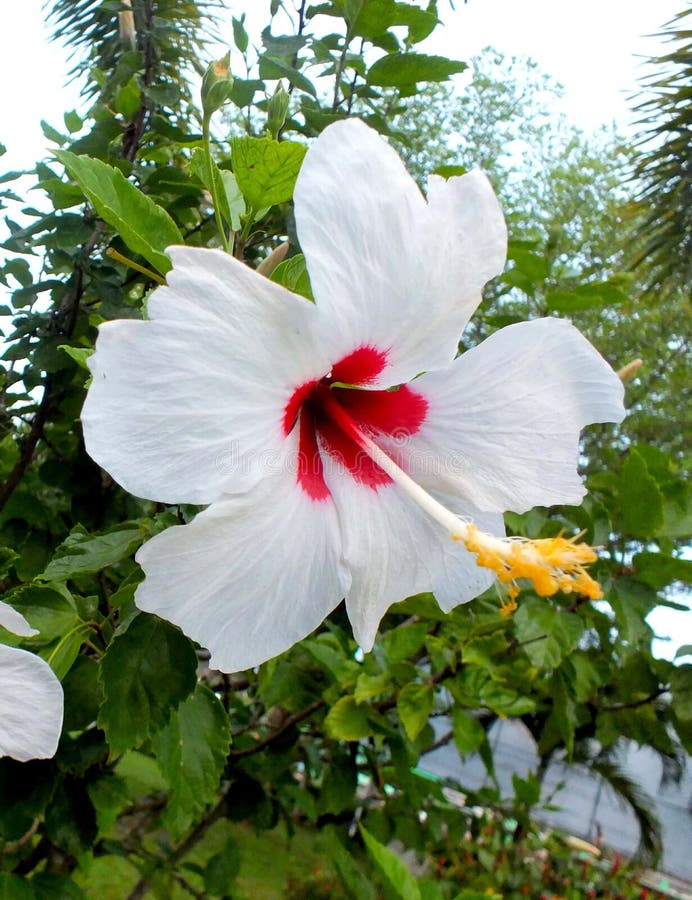 Chaba stock photo. Image of beautiful, white, chaba - 132830532