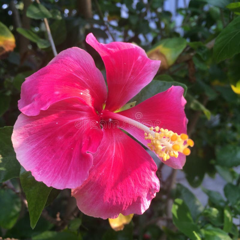 Chaba editorial photo. Image of chaba, thailand, flower - 71023806