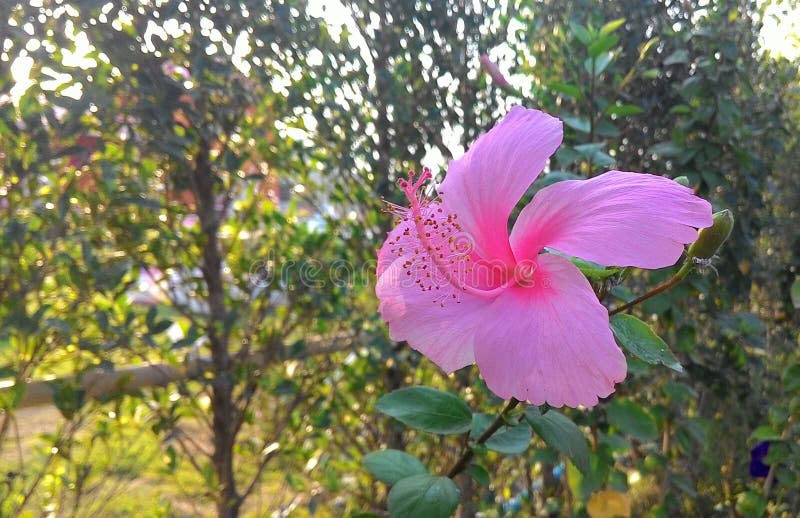 Chaba stock image. Image of pink, park, thailand, flower - 49692515