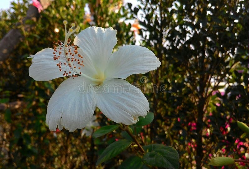 Chaba stock image. Image of chaba, thailandflower, white - 49692495