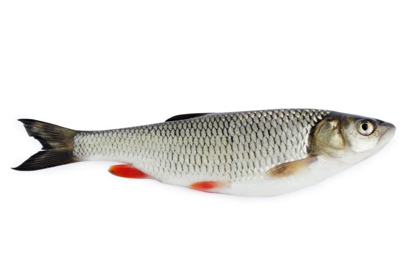 Chabot, D'isolement Sur Le Blanc Image stock - Image du gourmet, fleuve ...